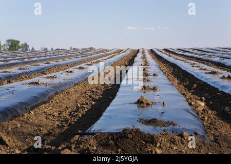 Agricultural field covered with protective sheeting to prevent frost ...