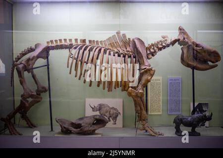 Skeleton of a ancient artiodactyl bull in the museum Stock Photo - Alamy
