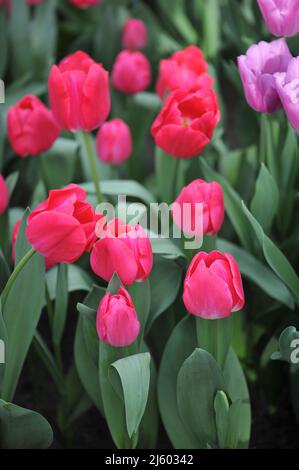 Pink Triumph tulips (Tulipa) High Ball bloom in a garden in March Stock ...