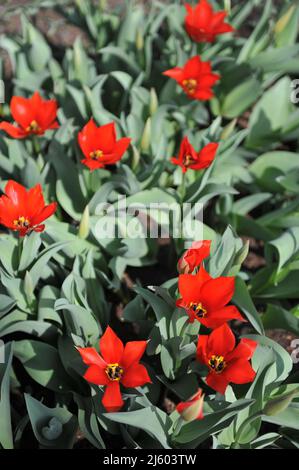 Red Miscellaneous Tubergen's tulips (Tulipa tubergeniana) bloom in a ...