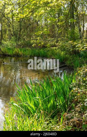 Fradley Pool Nature Reserve Fradley Junction, Alrewas, Burton-on-Trent ...