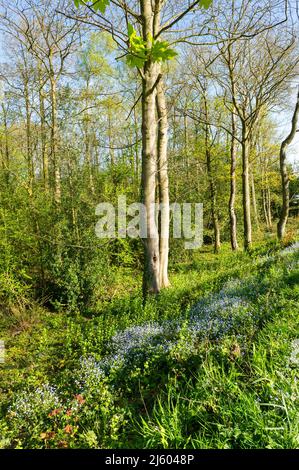 Fradley Pool Nature Reserve, Staffordshire, England Stock Photo - Alamy