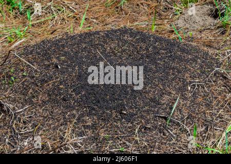 Western Thatching Ants, Formica obscuripes, have created a tall mound ...
