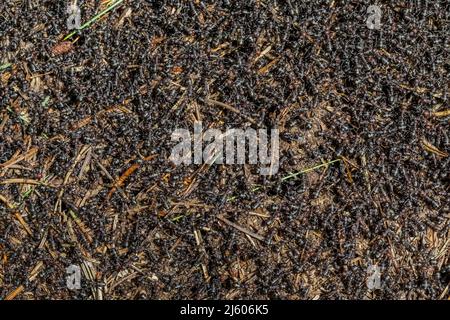 Western Thatching Ants, Formica obscuripes, have created a tall mound ...