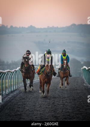 Racehorses training at dawn at the gallops above Upper Lambourn in the ...