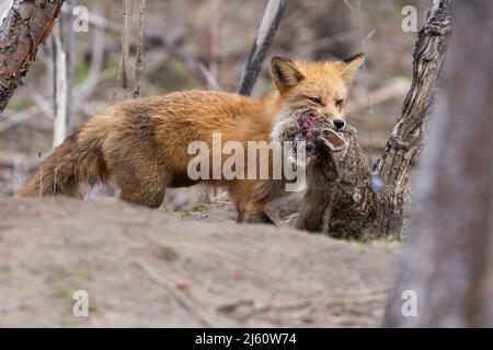 Red fox with prey eastern cottontail rabbit Stock Photo - Alamy