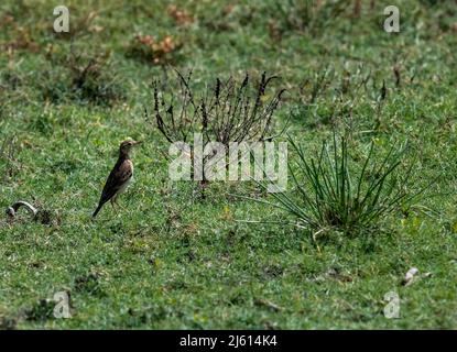 Larks, Koonthankulam bird sanctuary in Tamil Nadu, India. It is ...