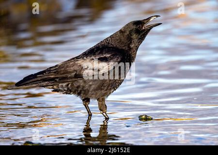 Northwestern Crow (Corvus caurinus) at Cattle Point, Oak Bay, British ...