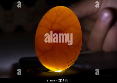 egg with chicken embryo inside. Fertilized egg Stock Photo - Alamy