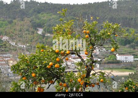 Orange tree near the Douro in Portugal Stock Photo - Alamy