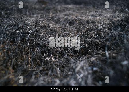 Background texture burnt grass, ash grass Stock Photo - Alamy