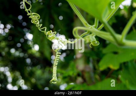 Vine, climbing plant tendrils isolated in an Indian garden with out of ...