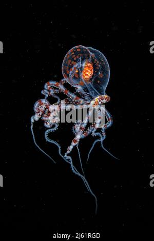 a larval Wonderpus Octopus, Wunderpus photogenicus, photographed during ...