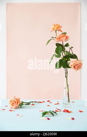 Pink rose and fallen petals on a white background Stock Photo - Alamy
