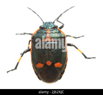 Green shield bug isolated on a white background Stock Photo - Alamy
