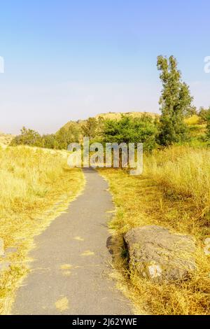 View of a footpath and Eucalyptus trees, in the Yarkon Park, Tel-Aviv ...