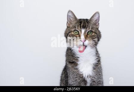 naughty cat sticking out tongue making funny face looking angry Stock ...