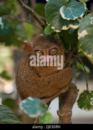 Philippine tarsier (Tarsius syrichta), Monkeys, Mammals, Animals ...