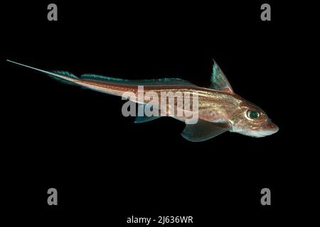 Rabbit fish, male (Chimaera monstrosa), deep sea fish, Bergen ...