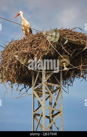 Stork nest, urban birds Power line pylon mast, bird silhouette urban ...