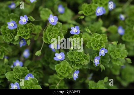 Macro photography of birdeye speedwell, veronica persica, at soft ...