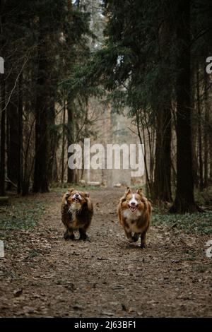 Two adorable, shaggy red brown Highland cattle calves stand nose to ...