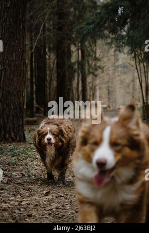 Two adorable, shaggy red brown Highland cattle calves stand nose to ...