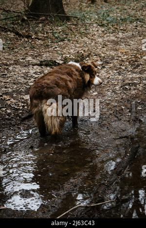 wet Australian Shepherd dog stands at the border of a lake and looks up ...