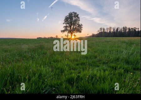 spring sunrise with a giant pear tree in bloom Stock Photo - Alamy