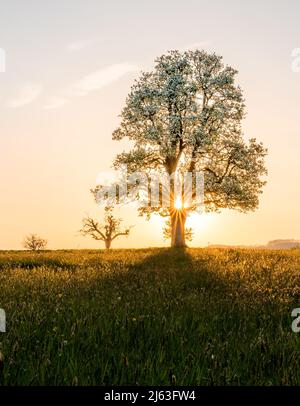 giant pear tree during spring at sunset Stock Photo - Alamy