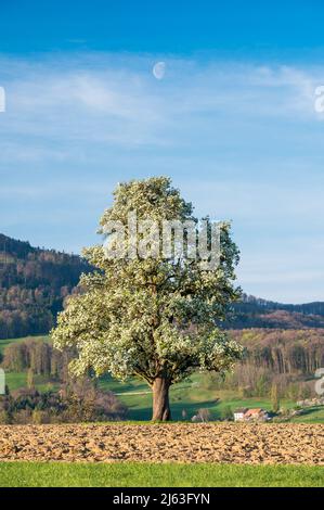 moon over giant pear tree in baselland Stock Photo - Alamy
