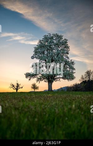 giant pear tree in bloom during spring in Baselland Stock Photo - Alamy