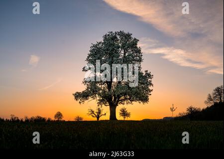 spring sunrise with a giant pear tree in bloom Stock Photo - Alamy