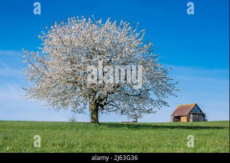 perfect blooming cherry tree on a green field in Baselland Stock Photo ...