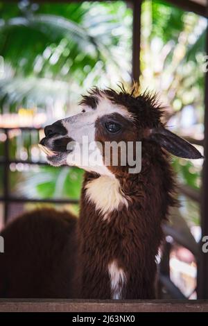 Brown lama in cage Stock Photo - Alamy