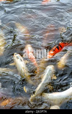Goldfish in pond, Loro Parque, Tenerife, Canary Islands, Spain Stock ...
