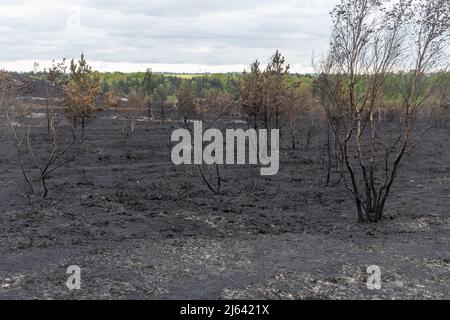Ash Ranges, Pirbright, Surrey, days after a large heathland fire burnt ...
