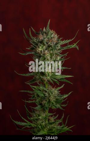 Ripened marijuana color green bloom on red background Gelato cookies ...