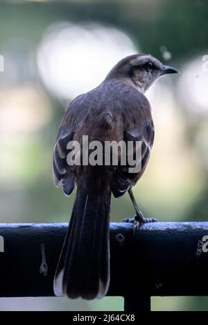 Close-up of bird perching at a window Stock Photo - Alamy