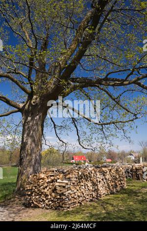 Maple tree and stacks of firewood with view of red Canadiana style home ...