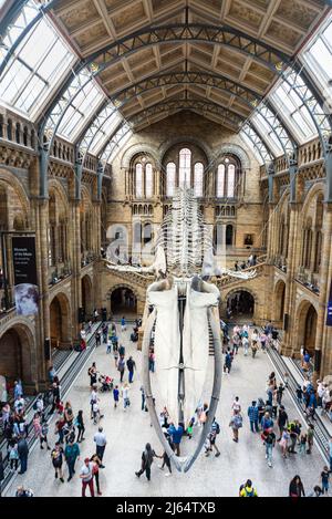 Female Blue Whale Skeleton Named Hope In The Hintze Hall Natural