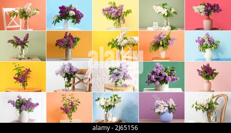 Collage with bouquets of beautiful lilac flowers on colorful background ...
