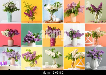 Collage with bouquets of beautiful lilac flowers on colorful background ...