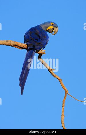 Big blue parrot Hyacinth Macaw, Anodorhynchus hyacinthinus, in tree ...