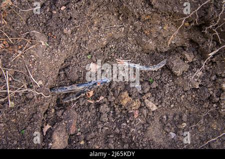 damaged underground cables when digging, snapped, broken power line cable, wiring, broken power ...