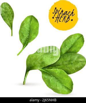 realistic vegetable spinach Stock Vector Image & Art - Alamy