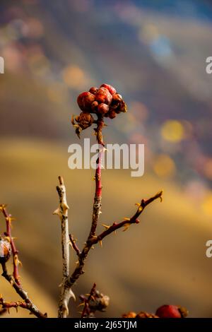 iran natur , iran , lavasan Stock Photo - Alamy