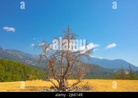 dead tree in the middle of a wheat field, the wheat is ready for ...
