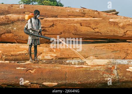 Ghana - Many types of bugs can bore into wood and make it home, from ...