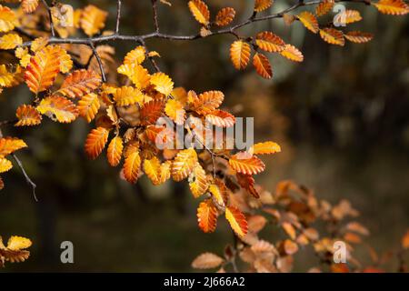 yellow leaves announcing autumn Stock Photo - Alamy